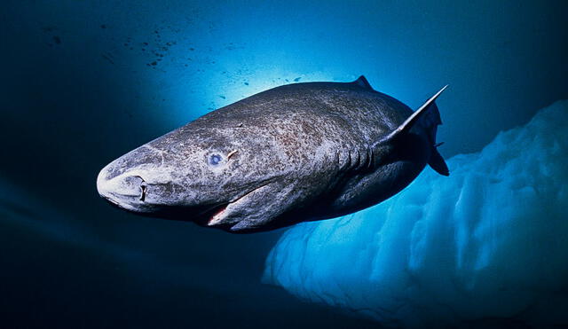 Top 10 Rare Sharks You Didn't Know Existed - Luxdivers