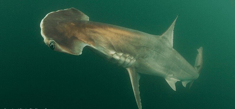 Top 10 Tiburones Raros que Desconocías que Existían - Luxdivers